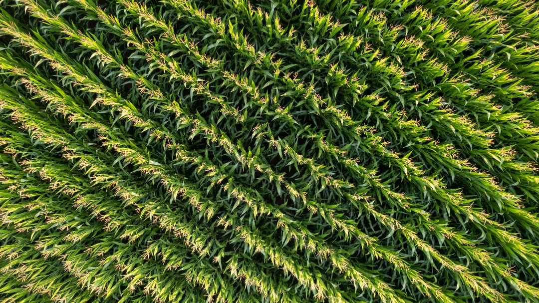 The July Corn Countdown | Farmers Hot Line