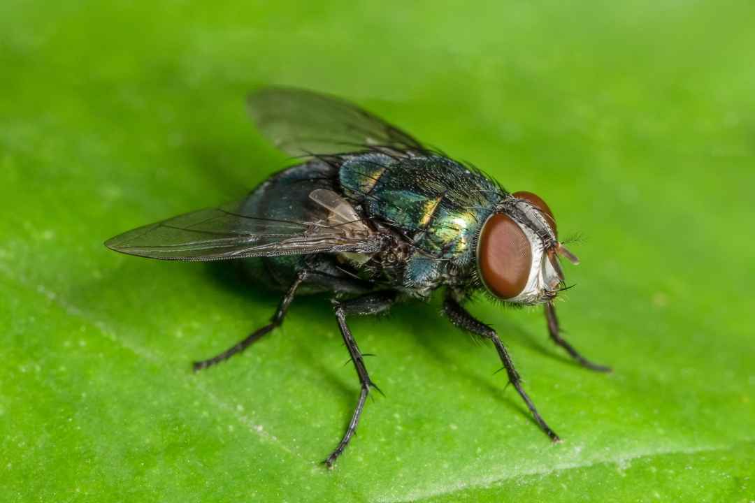 USDA Opens Sterile Fly Dispersal Facility in Mexico to Protect US ...