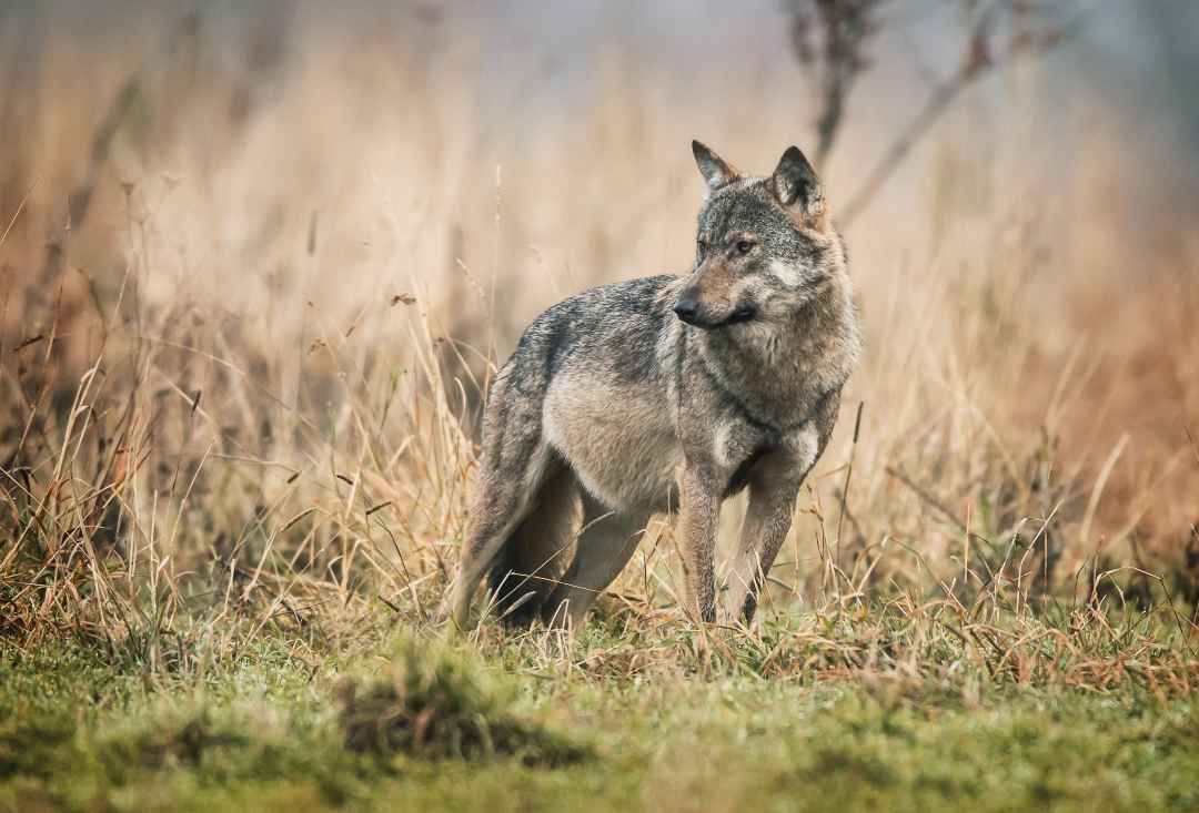 Wolf Conflicts Are Rising: Why It Matters Beyond Ranch Country ...