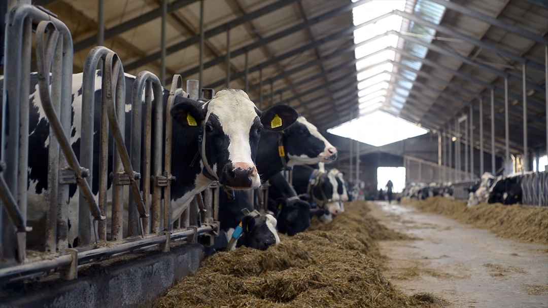 USDA Issues Final ELRP Payments for 2023–2024 Livestock Losses ...